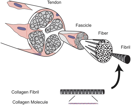Structure, Physiology, and Biochemistry of Collagens | SpringerLink