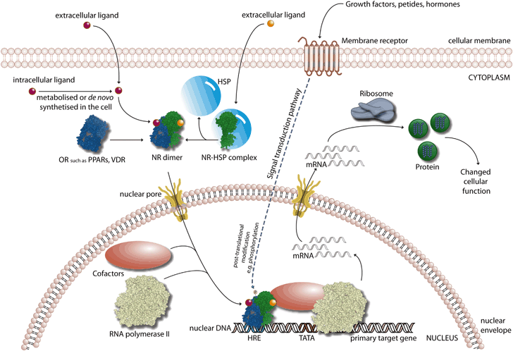 Switching Genes on and off: The Example of Nuclear Receptors | SpringerLink