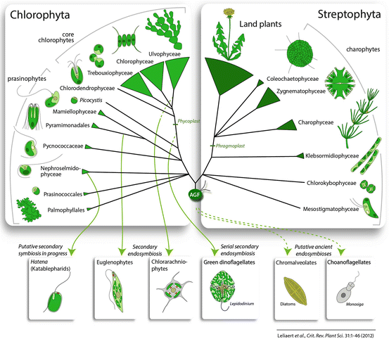 Green Algae | SpringerLink