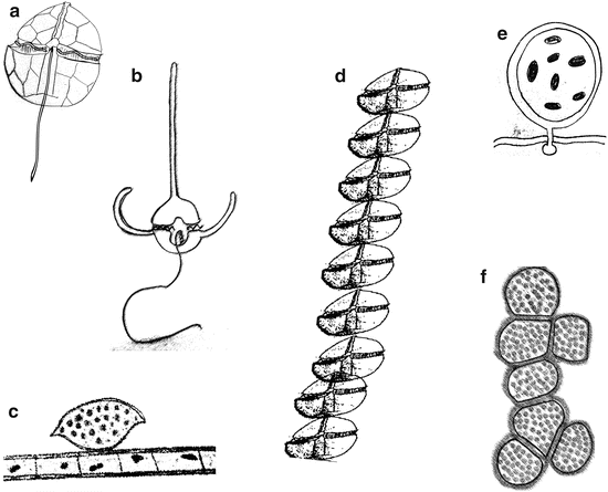 Xanthophyceae, Euglenophyceae and Dinophyceae | SpringerLink