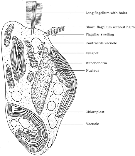 Xanthophyceae, Euglenophyceae and Dinophyceae | SpringerLink