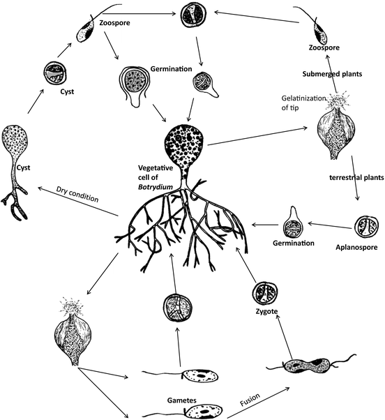 Xanthophyceae, Euglenophyceae and Dinophyceae | SpringerLink