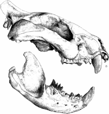 Phylogeny and Diversity of South American Metatherians | SpringerLink