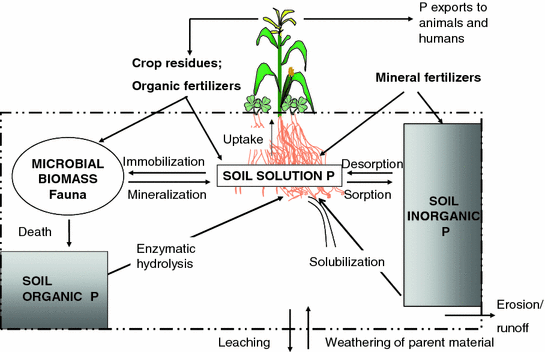 Fate of Fertilizer P in Soils—The Organic Pathway | SpringerLink