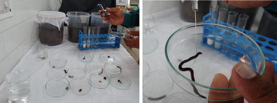 Pesticide Toxicity to Earthworms: Exposure, Toxicity and Risk ...