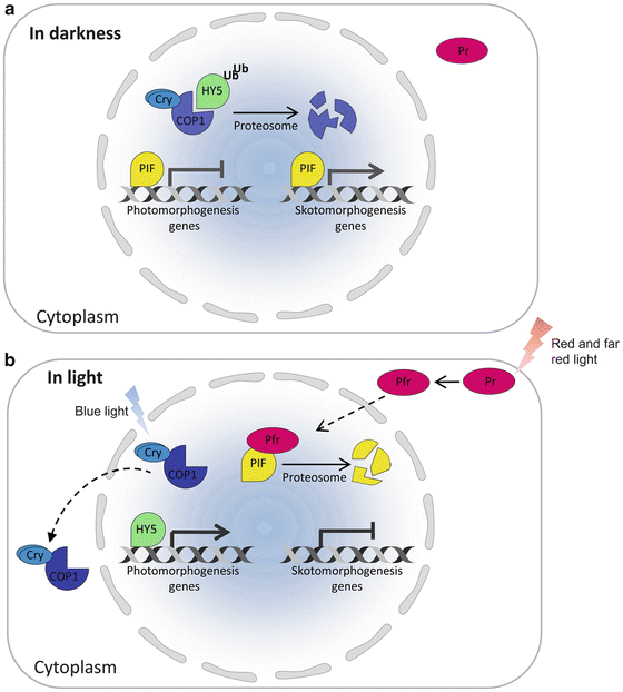 Biogenesis of Chloroplasts | SpringerLink