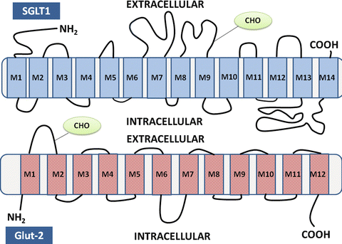 Digestion and Absorption of Carbohydrates and Proteins | SpringerLink