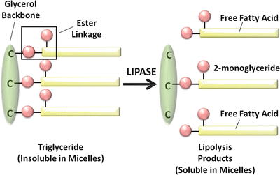 Digestion and Absorption of Dietary Triglycerides | SpringerLink