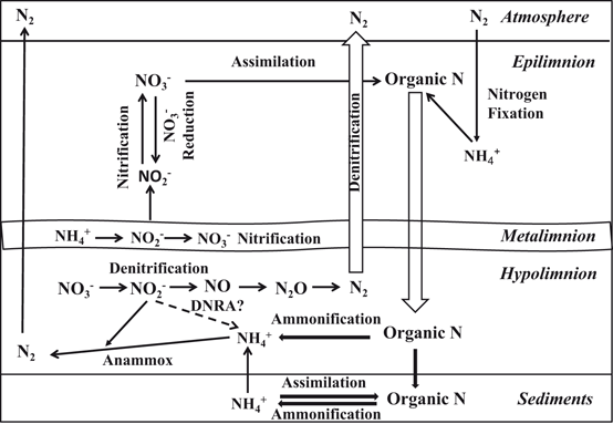 Microbial Processes Within the Nitrogen Cycle | SpringerLink