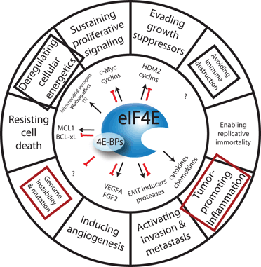 eIF4E and Its Binding Proteins | SpringerLink