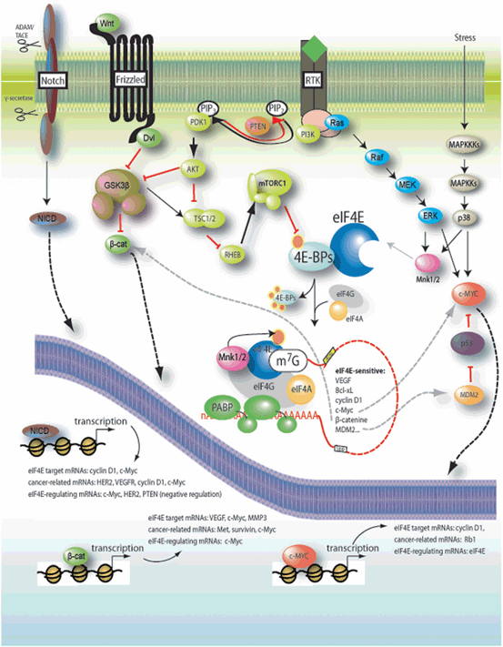 eIF4E and Its Binding Proteins | SpringerLink