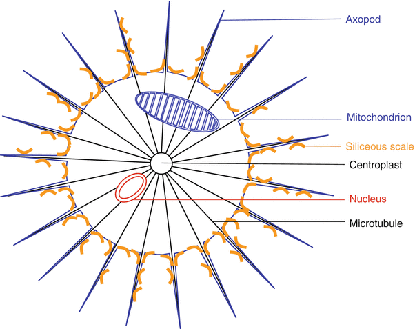 Taxonomy and Phylogeny of Unicellular Eukaryotes | SpringerLink