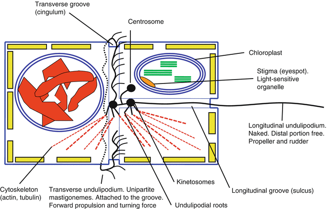 Taxonomy and Phylogeny of Unicellular Eukaryotes | SpringerLink