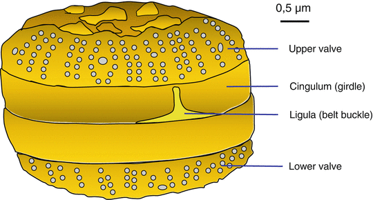 Taxonomy and Phylogeny of Unicellular Eukaryotes | SpringerLink