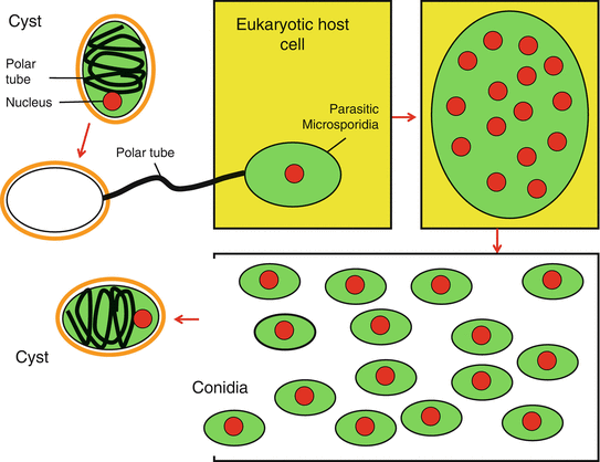 Taxonomy and Phylogeny of Unicellular Eukaryotes | SpringerLink