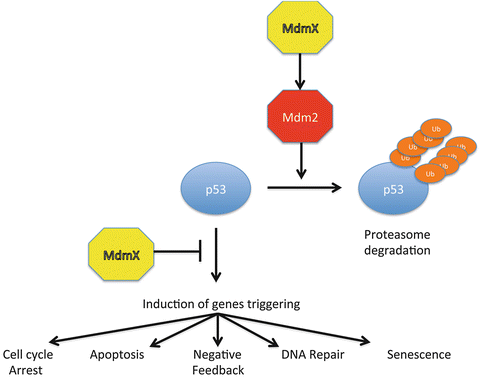 Mdm2 and MdmX Involvement in Human Cancer | SpringerLink