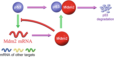 The p53-Mdm2 Loop: A Critical Juncture of Stress Response | SpringerLink