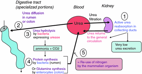 Active Urea Transport in Lower Vertebrates and Mammals | SpringerLink