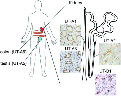 Genes and Proteins of Urea Transporters | SpringerLink