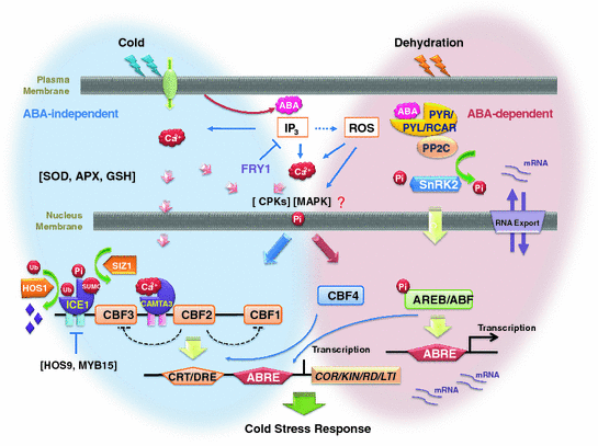 ABA Regulation of the Cold Stress Response in Plants | SpringerLink