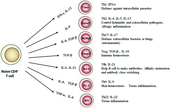 Overview of Orchestration of CD4+ T Cell Subsets in Immune Responses | SpringerLink