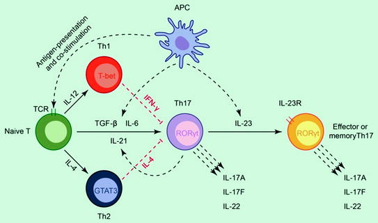 Th17 Differentiation and Their Pro-inflammation Function | SpringerLink
