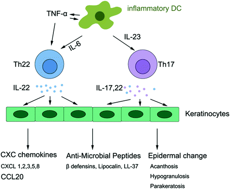 The Biology and Functions of Th22 Cells | SpringerLink