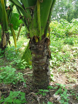 Alocasia macrorrhizos | SpringerLink