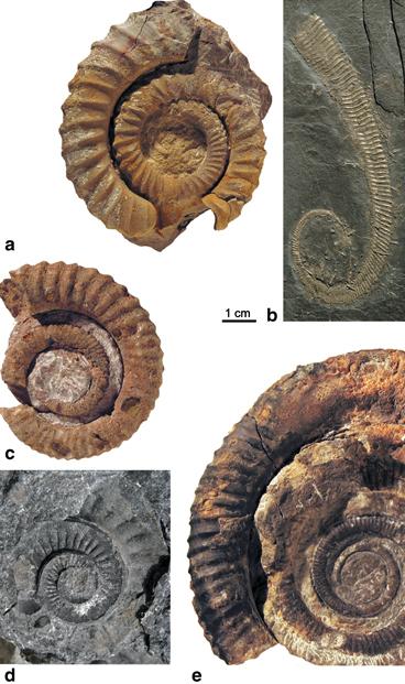 Ancestry, Origin and Early Evolution of Ammonoids | SpringerLink