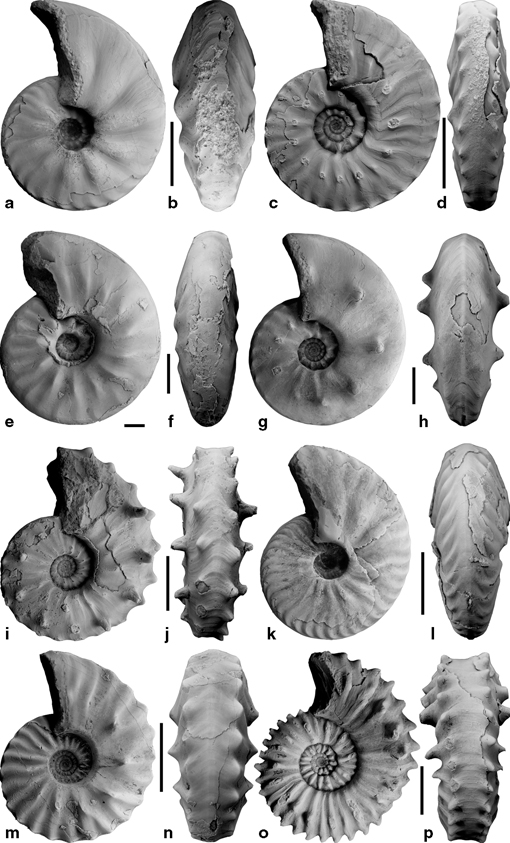 Biostratigraphy of Triassic Ammonoids | SpringerLink