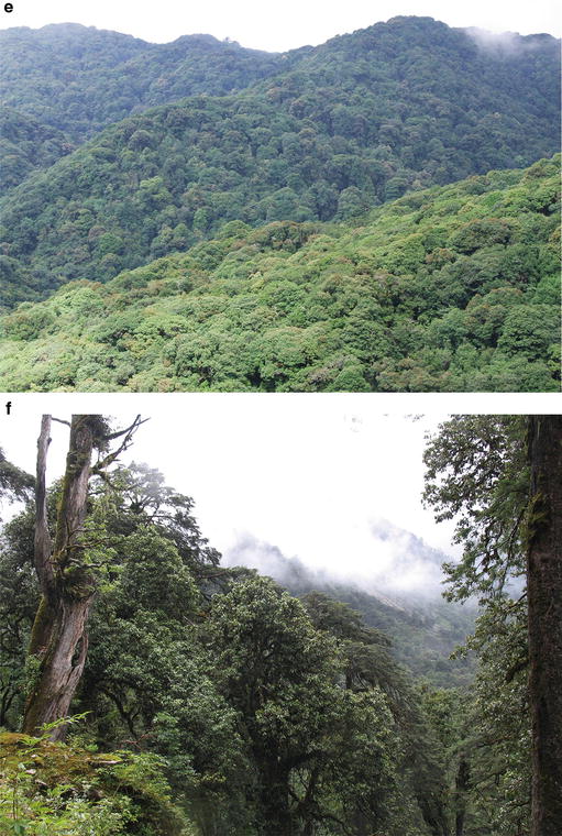 Evergreen Broad-Leaved Forests | SpringerLink