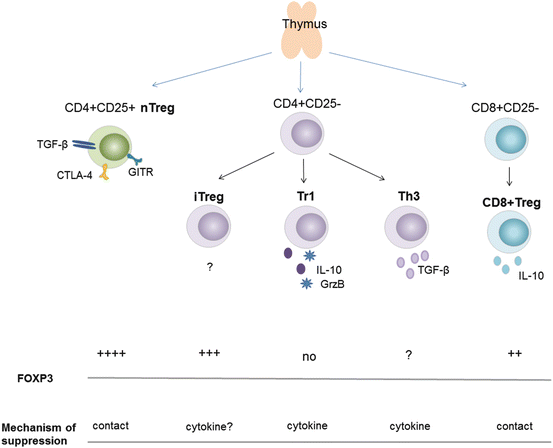 FOXP3+ Treg Cells and Systems Biology Approaches to Studying Their Function | SpringerLink
