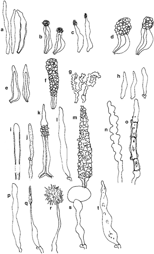 Morphology | SpringerLink