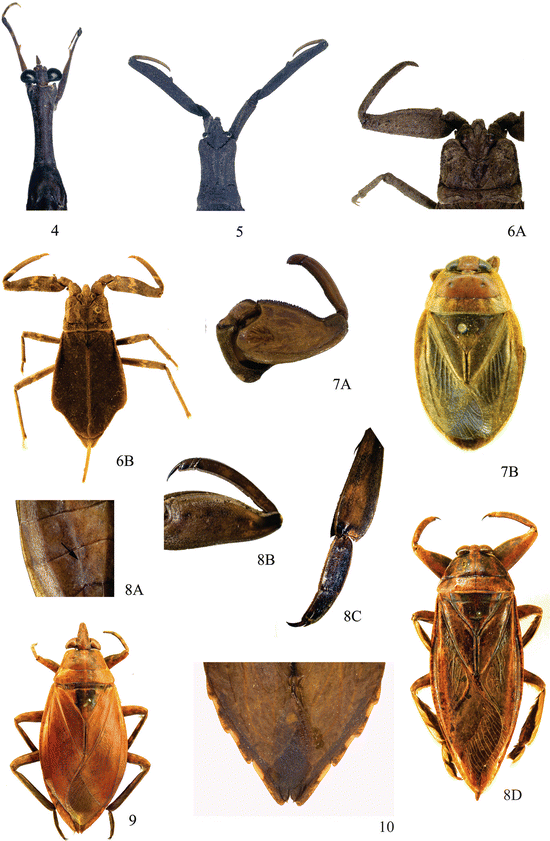 The True Water Bugs (Nepomorpha) | SpringerLink