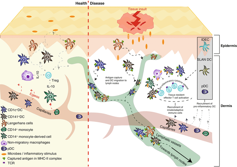 Cells in the Skin | SpringerLink