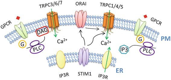 TRPC Channel Structure and Properties | SpringerLink