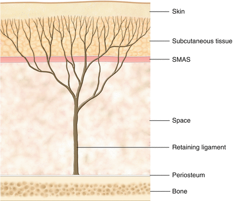 General Anatomy of the Face and Neck | SpringerLink