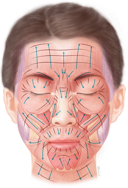 General Anatomy of the Face and Neck | SpringerLink