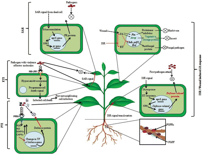 Plant Growth-Promoting Microbial-Mediated Induced Systemic Resistance ...