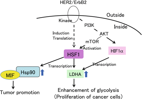 Roles of HSF1 and Heat Shock Proteins in Cancer | SpringerLink