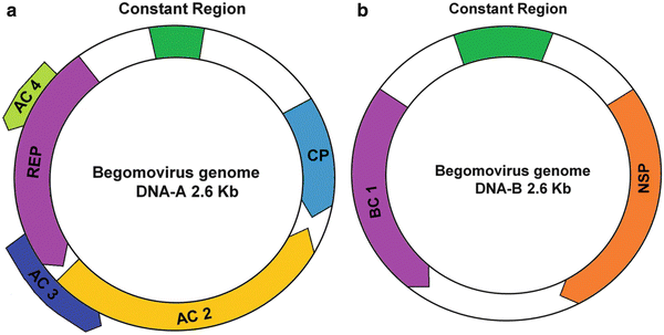 Geminivirus: Indian Scenario | SpringerLink