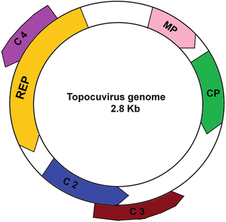 Geminivirus: Indian Scenario | SpringerLink
