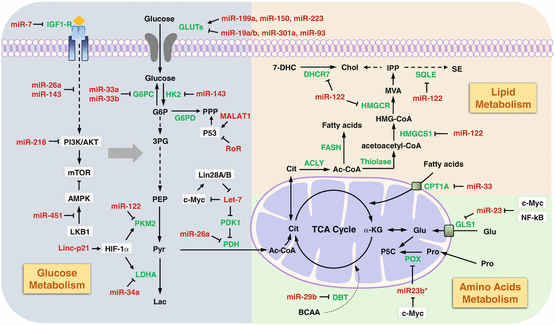 Noncoding RNAs in Regulation of Cancer Metabolic Reprogramming ...