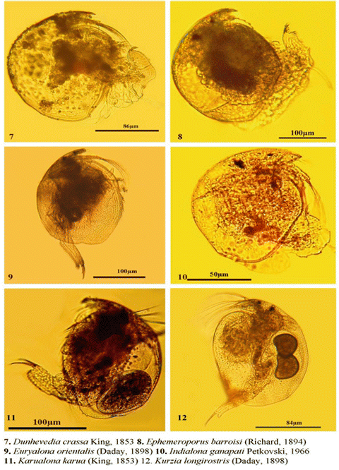 Cladoceran Diversity, Distribution and Ecological Significance ...
