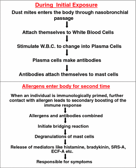 Mechanism of Allergic Reaction | SpringerLink