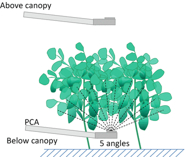 Evaluation of Spatial Light Environment and Plant Canopy Structure ...