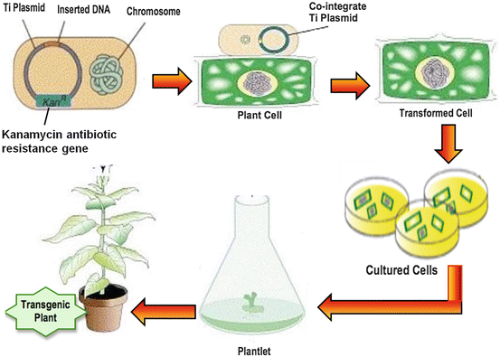 Genetically Modified Organisms (GMOs) and Environment | SpringerLink