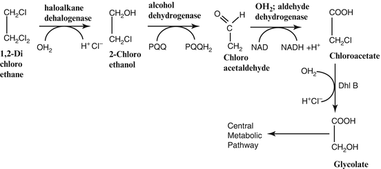Bioremediation of Plant Refuges and Xenobiotics | SpringerLink