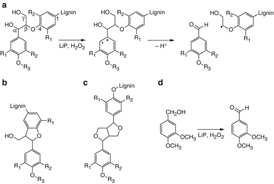 Lignin Degrading Fungal Enzymes | SpringerLink