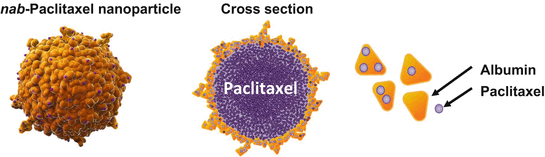 Nanoparticle Albumin-Bound Paclitaxel (Abraxane®) | SpringerLink